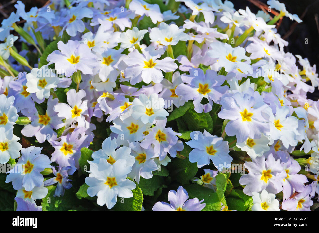 Primrose bush with flowers with white and pink petals and green leaves ...