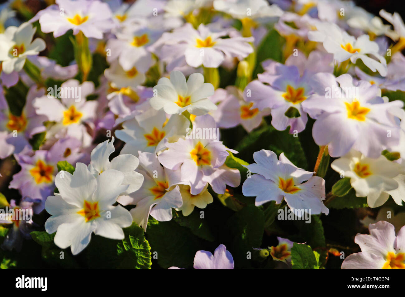 Primrose bush with flowers with white and pink petals and green leaves ...