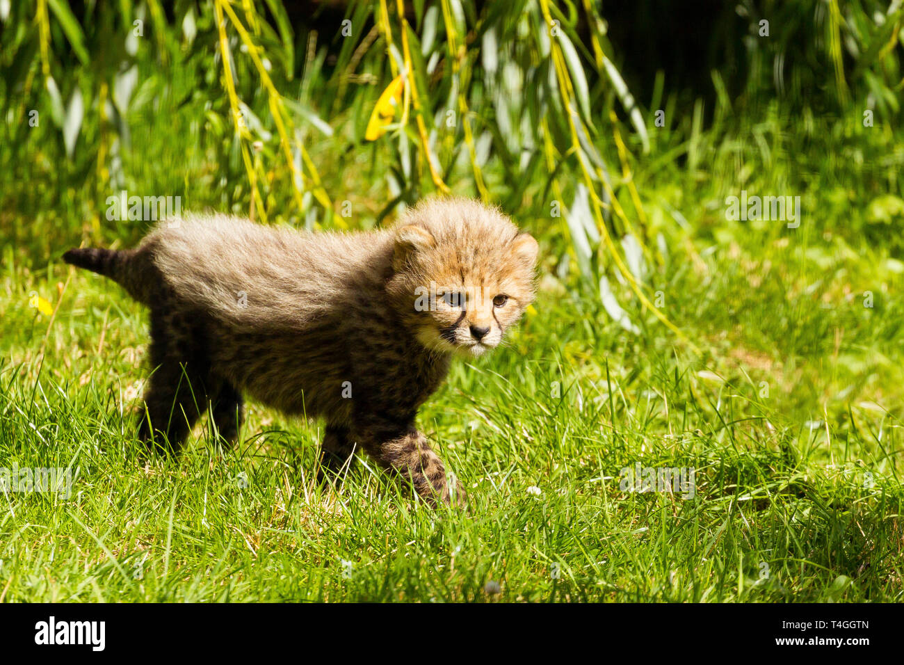 Cheetah Cub ( Acinonyx jubatus ) Walking Out From Underneath A Tree ...