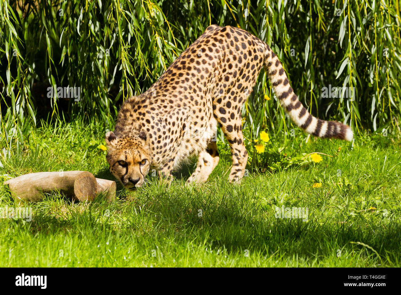 Cheetah ( Acinonyx jubatus ) Crouching Down Stock Photo - Alamy