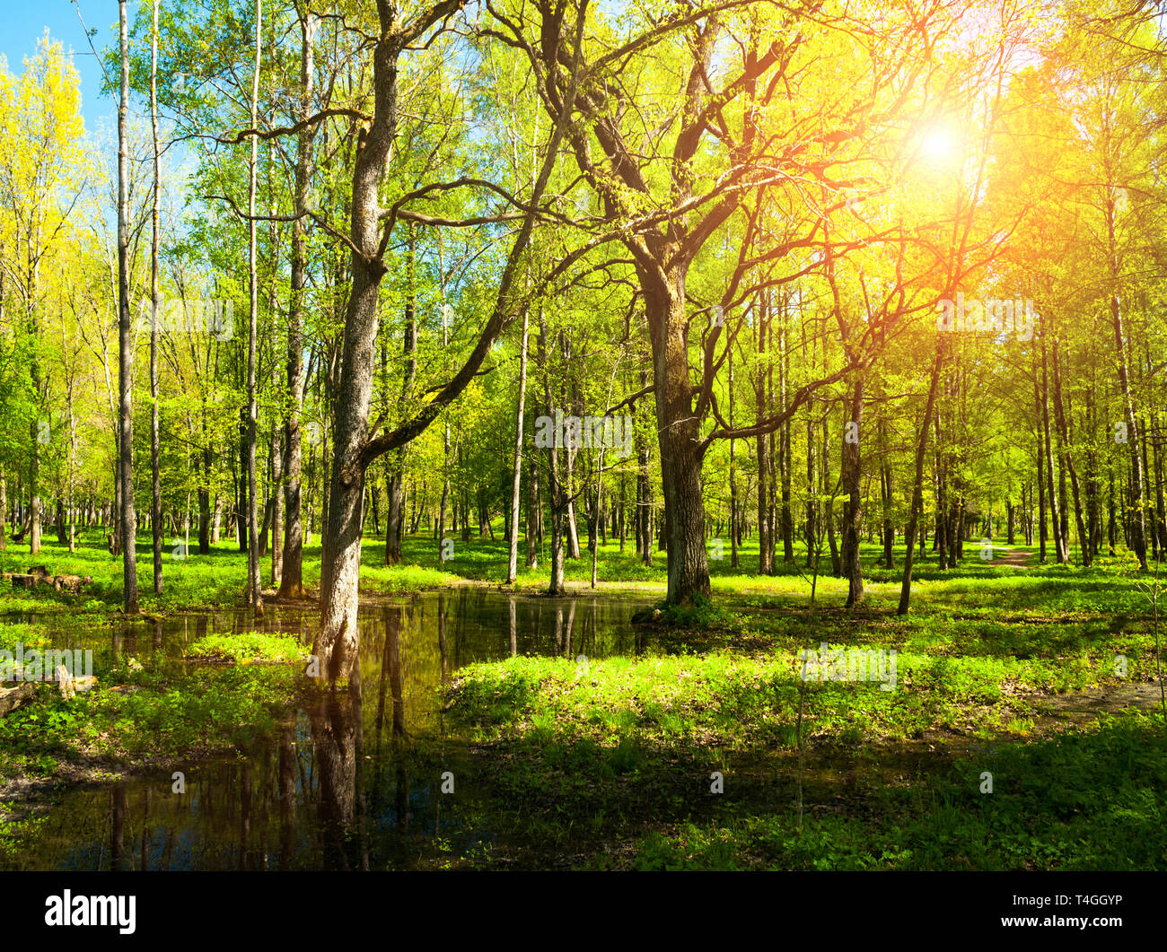 Spring forest landscape scene. Bright green spring forest trees and ...