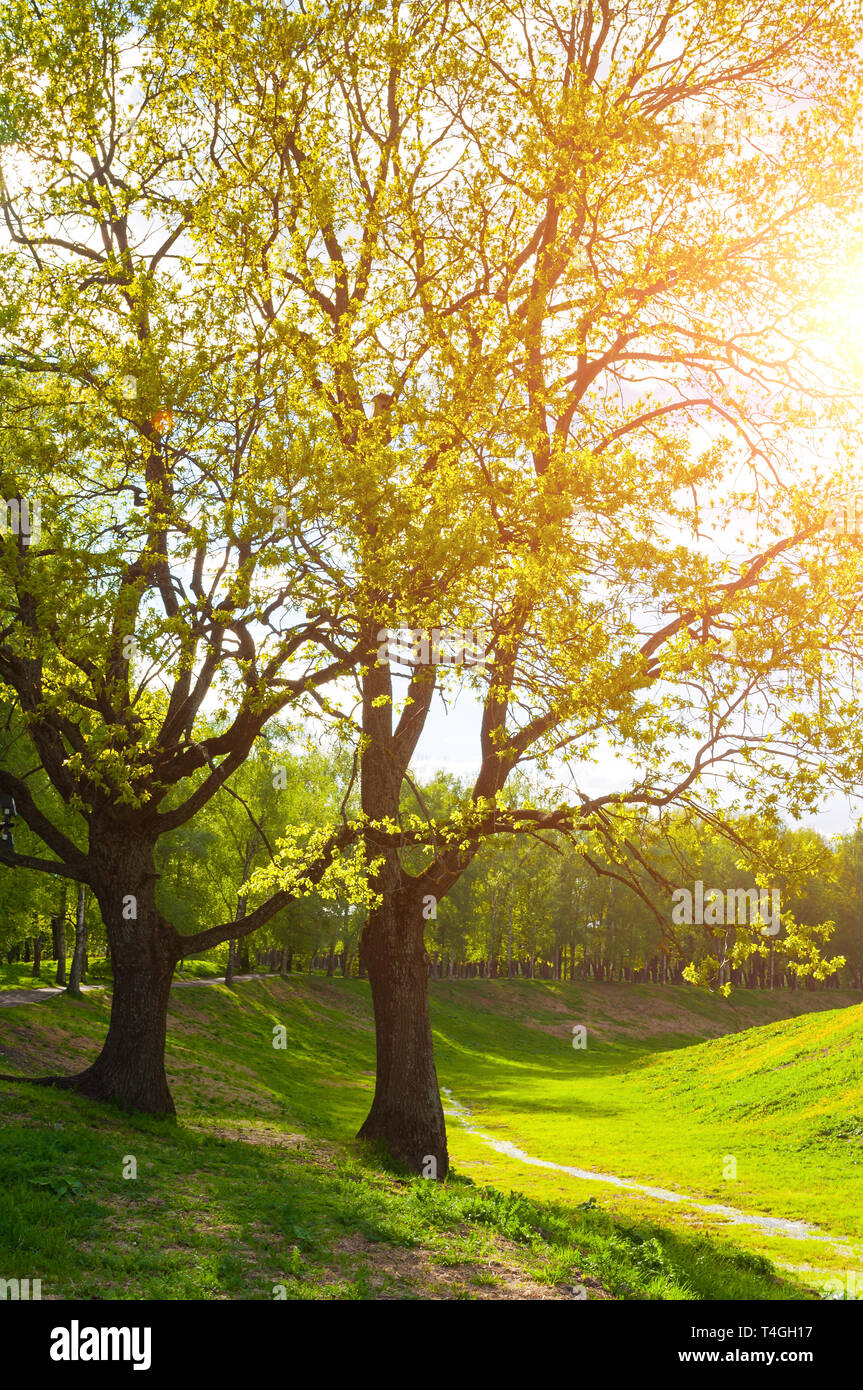 Spring landscape. Green park trees and sunset light shining through the ...
