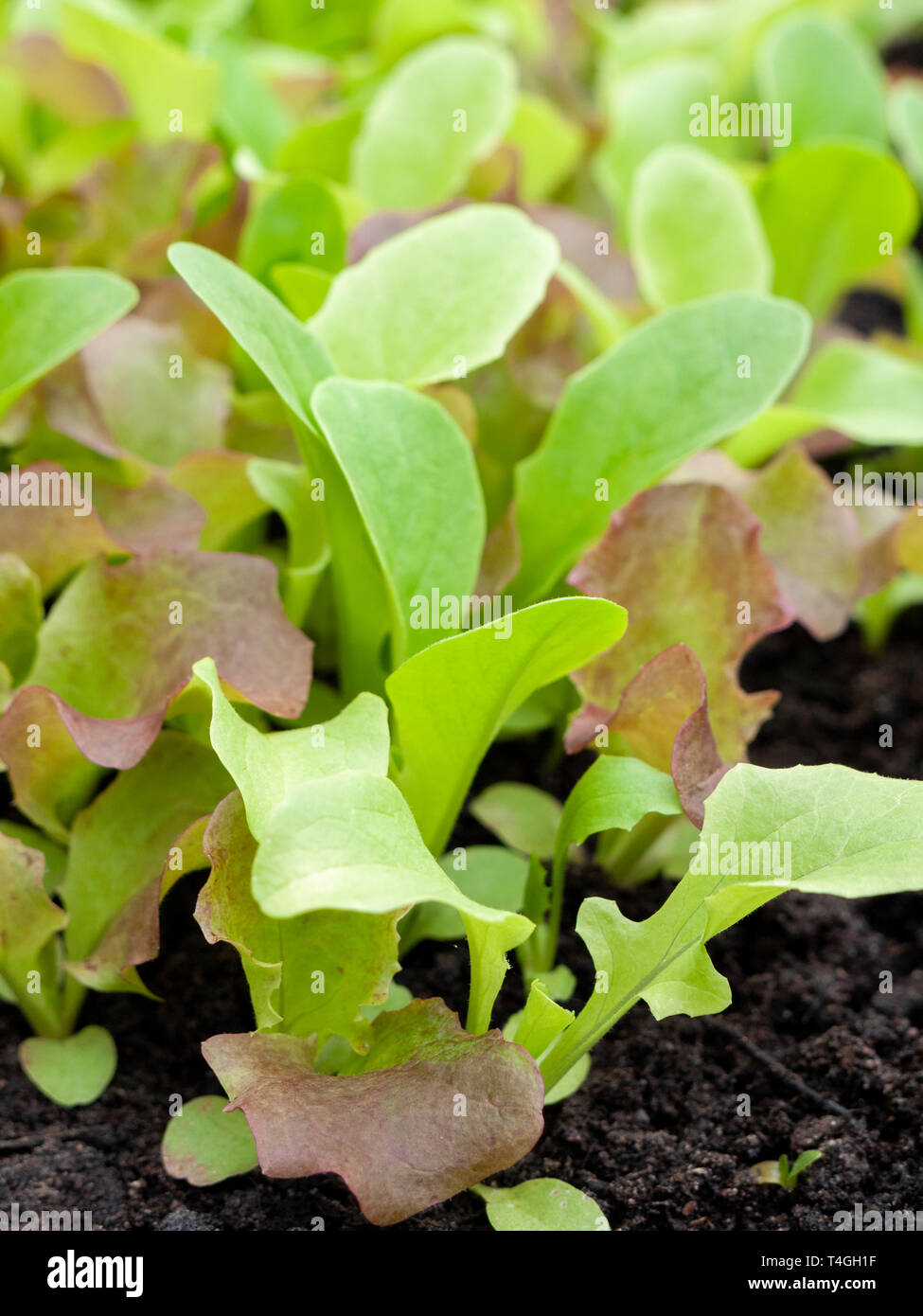 Lettuce seedlings hi-res stock photography and images - Alamy