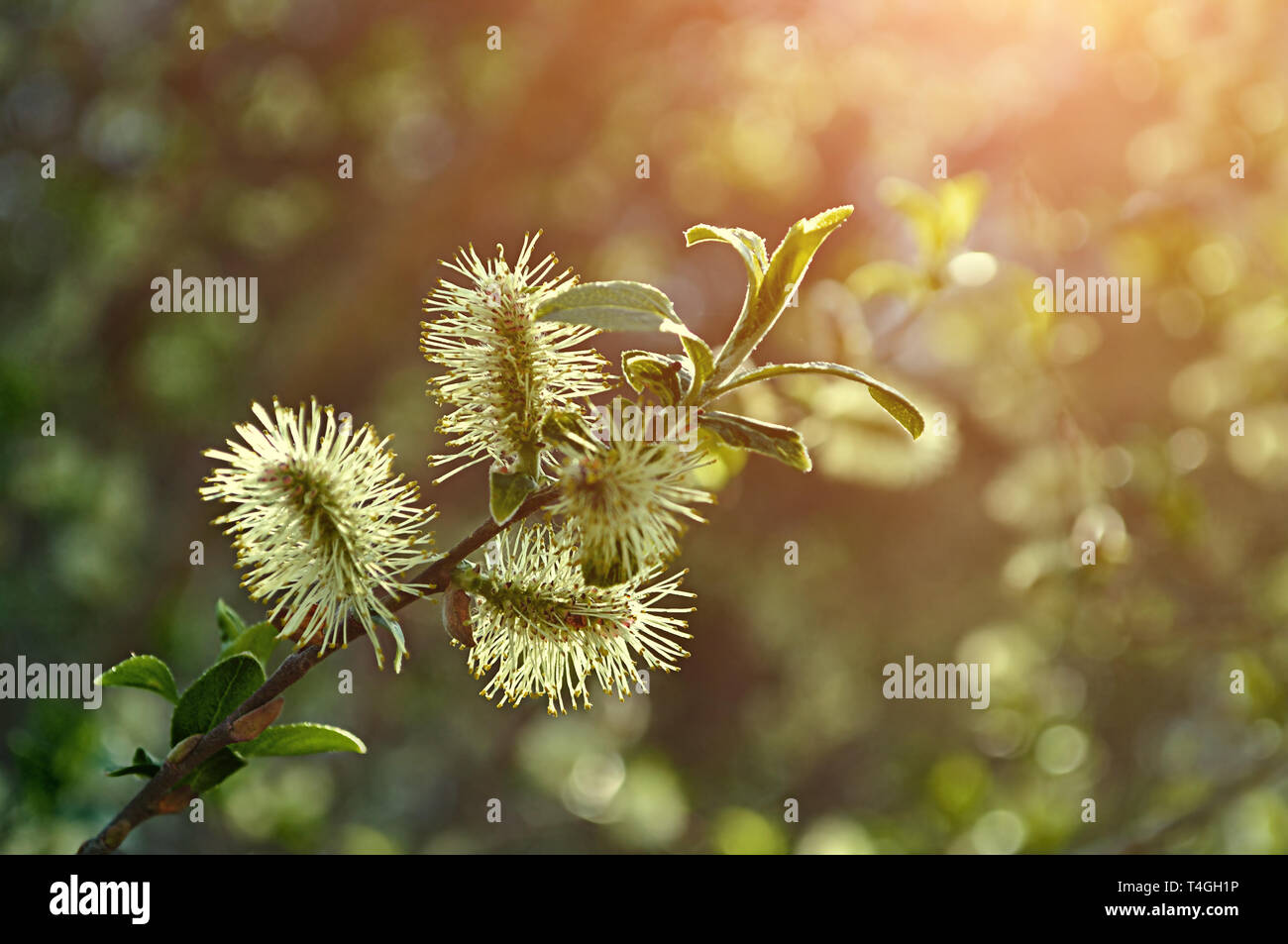 Spring background - yellow fluffy buds of willow Stock Photo - Alamy