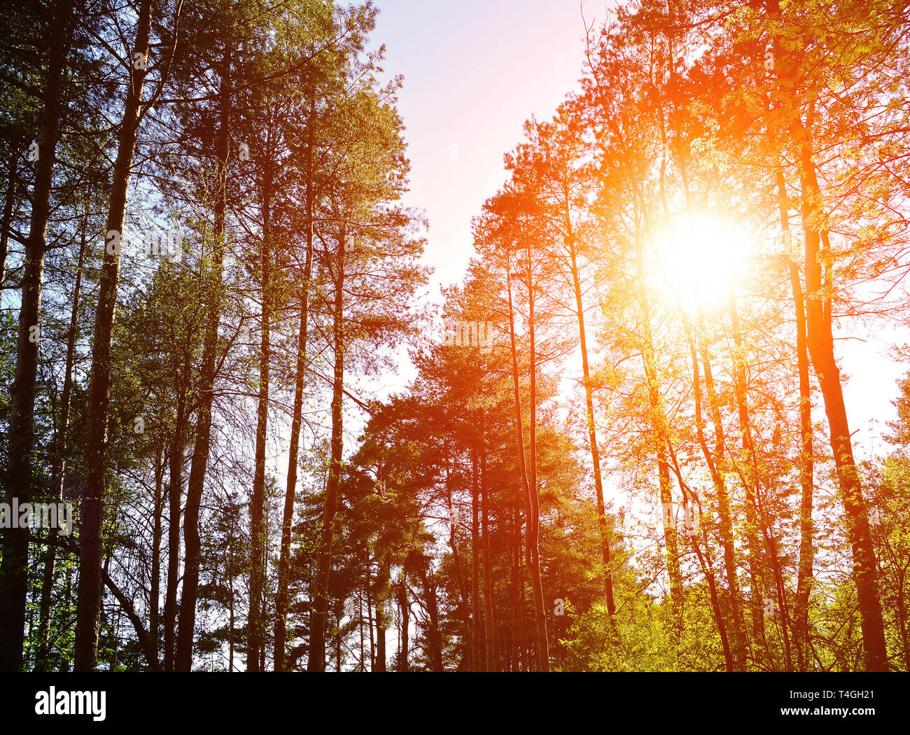 Forest sunset landscape - tops of tree branches with sunlight breaking ...