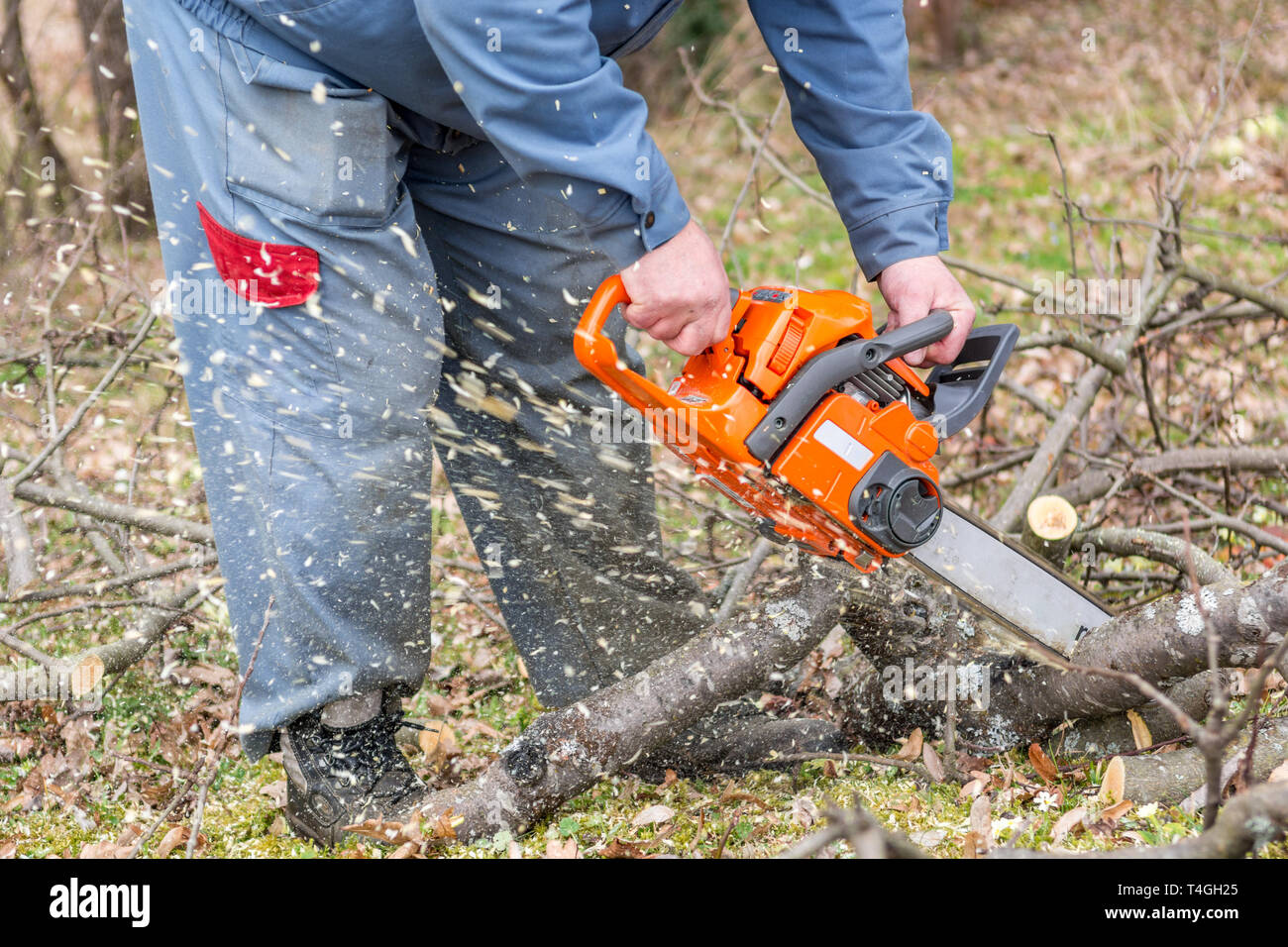 Worker using chain saw and cutting tree branches Stock Photo - Alamy