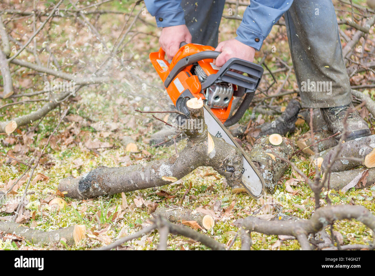 Worker using chain saw and cutting tree branches Stock Photo - Alamy