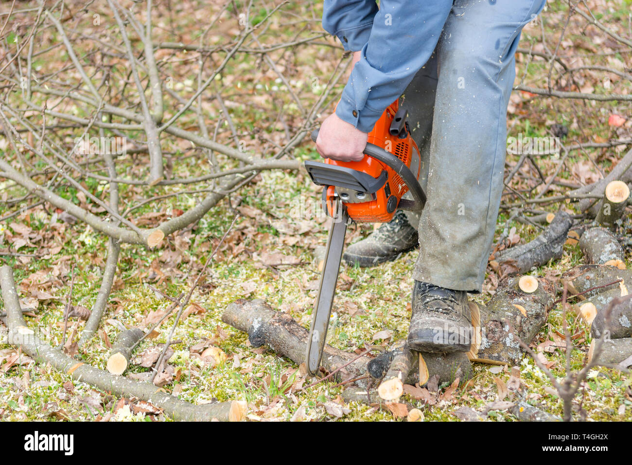 Worker using chain saw and cutting tree branches Stock Photo - Alamy