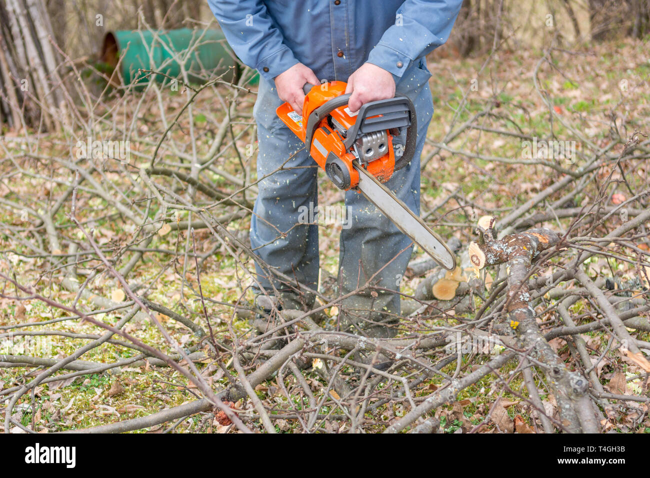 Worker using chain saw and cutting tree branches Stock Photo - Alamy