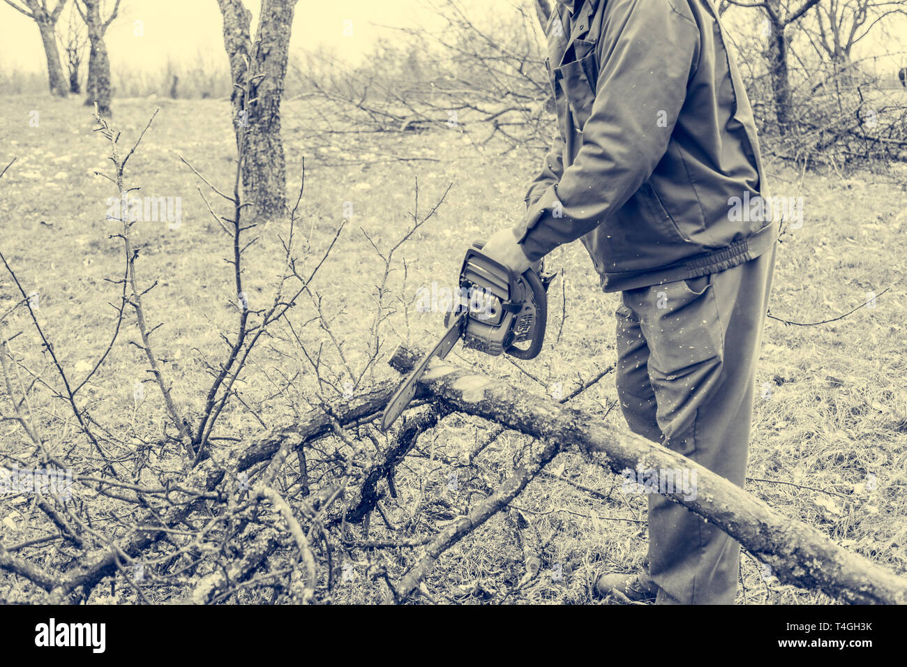 Worker using chain saw and cutting tree branches Stock Photo - Alamy