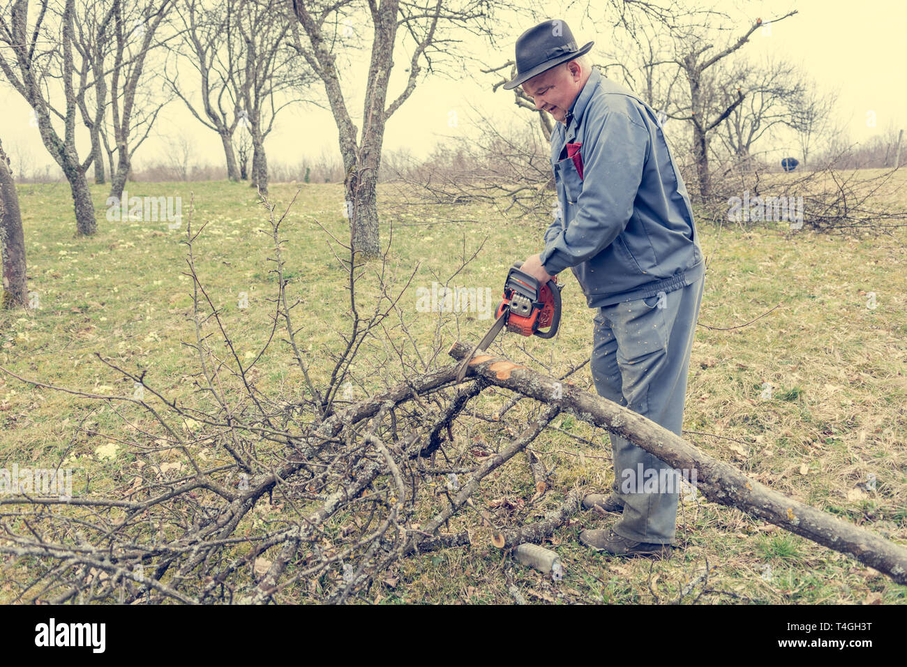 Worker using chain saw and cutting tree branches Stock Photo - Alamy