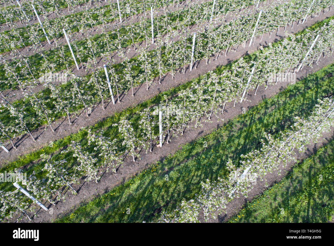 Valtellina, apple orchards view from above Stock Photo - Alamy
