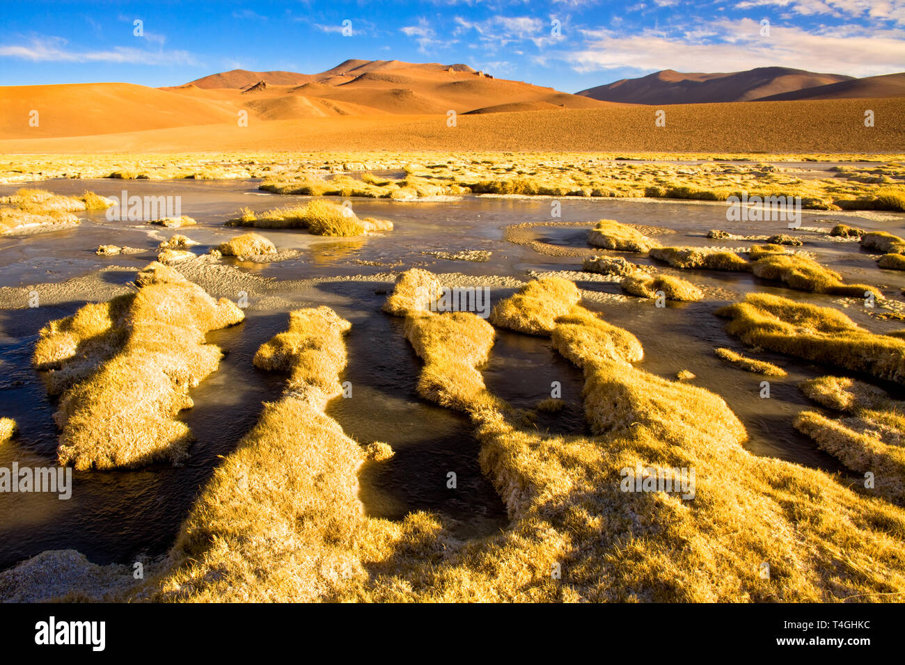 Vegas de Quepiaco salt lake and lagoon in the Altiplano (high Andean ...