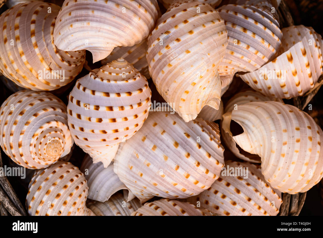 Shells at the seaside hi-res stock photography and images - Alamy