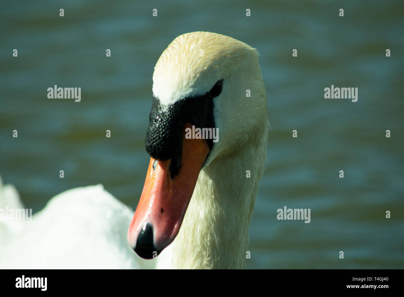 Swan full body shot hi-res stock photography and images - Alamy