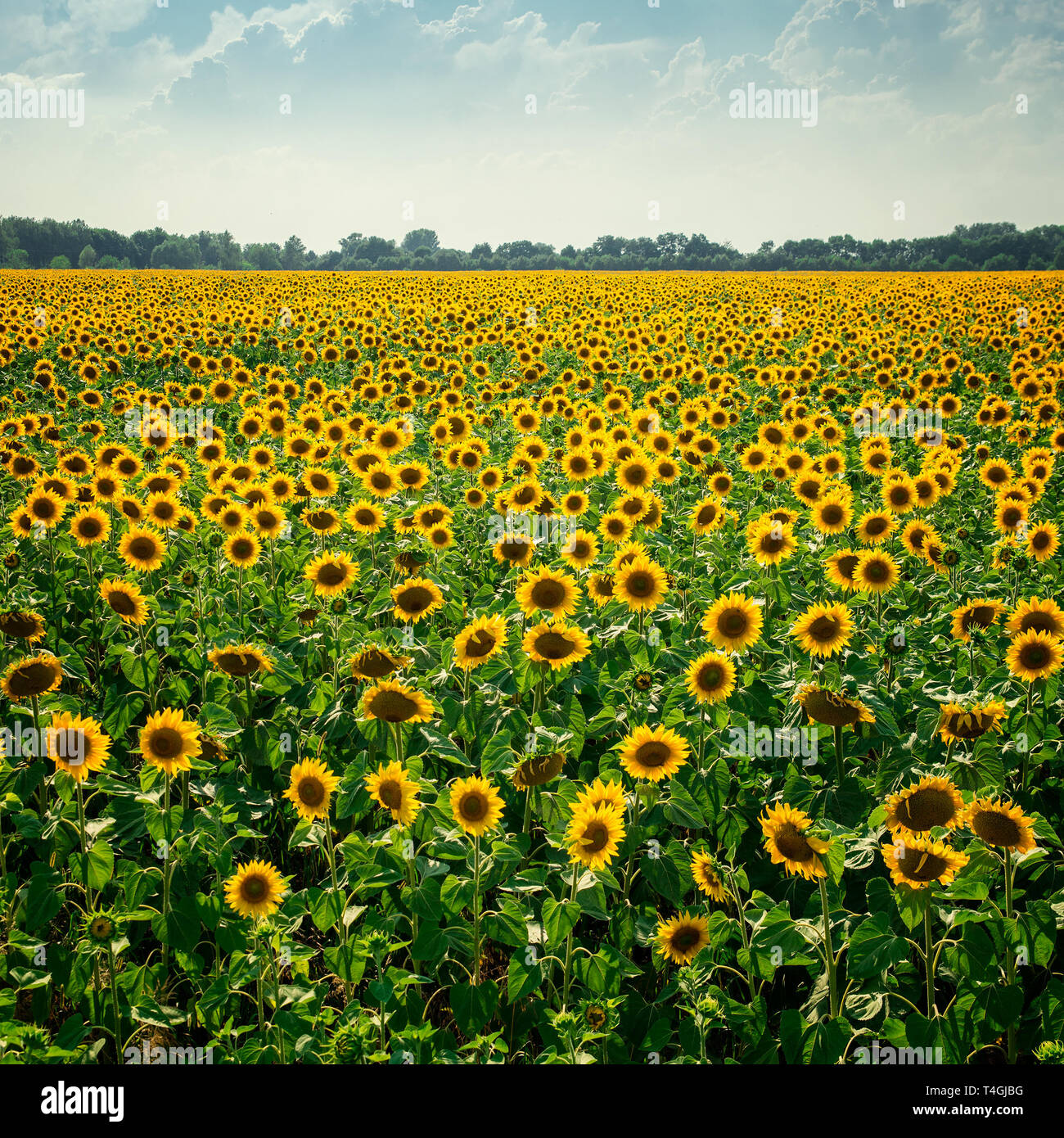 beautiful field of sunflowers in summer Stock Photo - Alamy