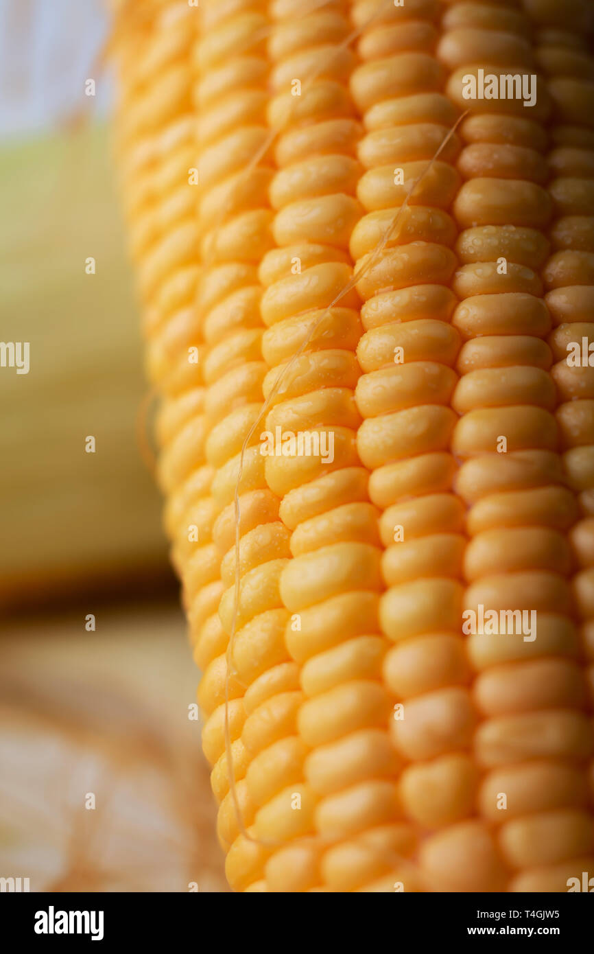 Close up shot Fresh ripe and peeled sweet corn with water drop high ...