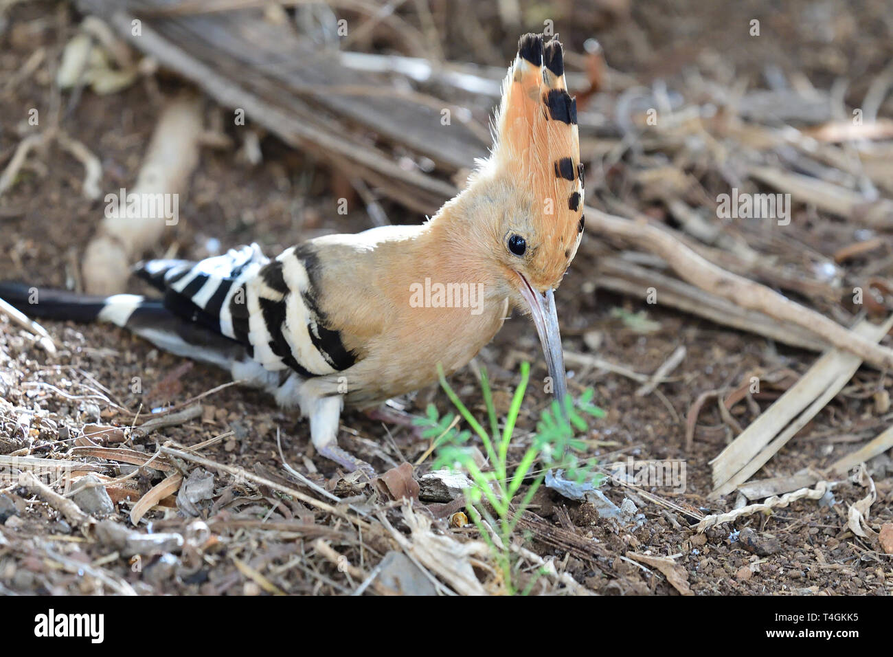 Upapa epops hi-res stock photography and images - Alamy