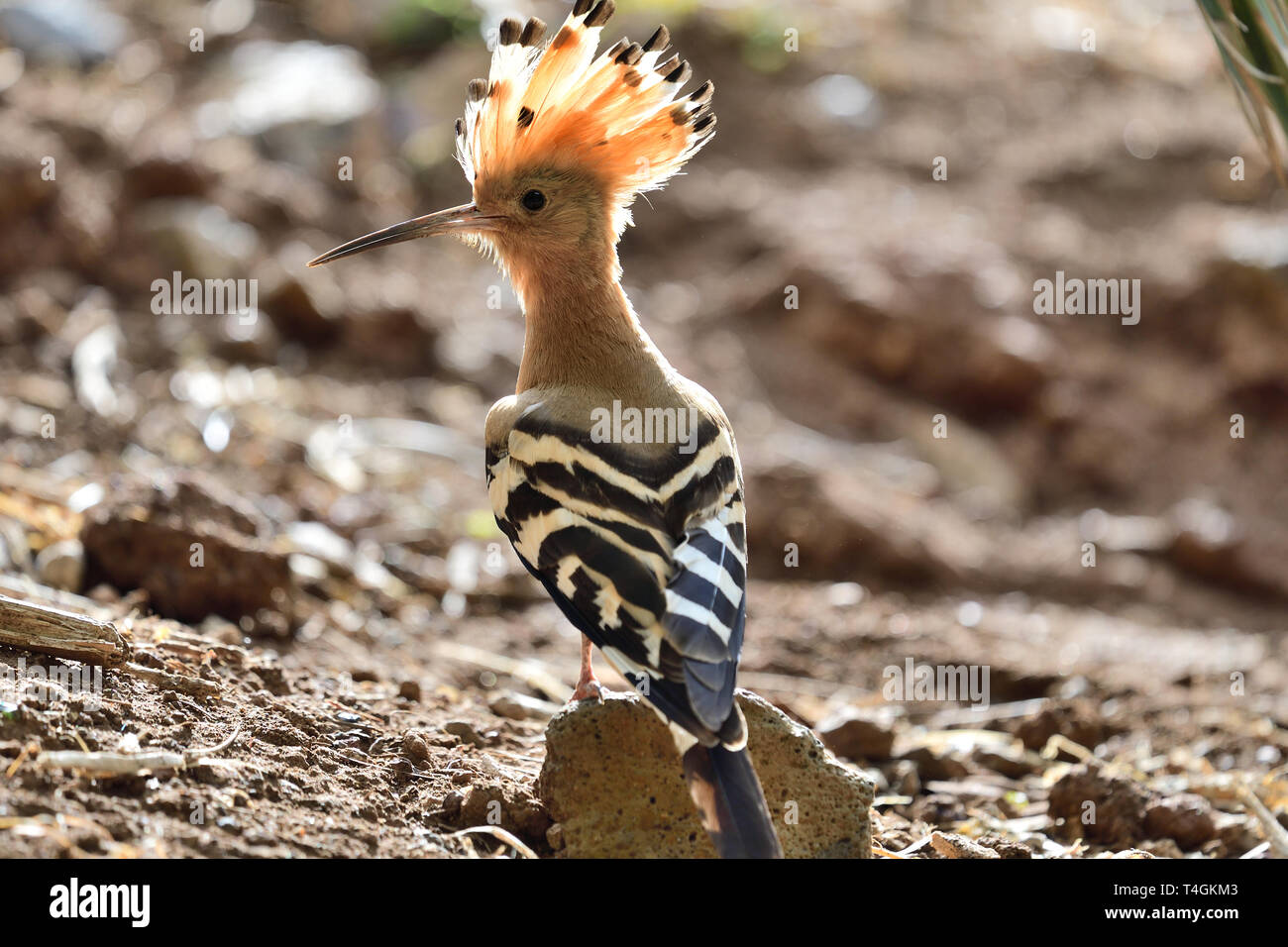 Upapa hi-res stock photography and images - Alamy