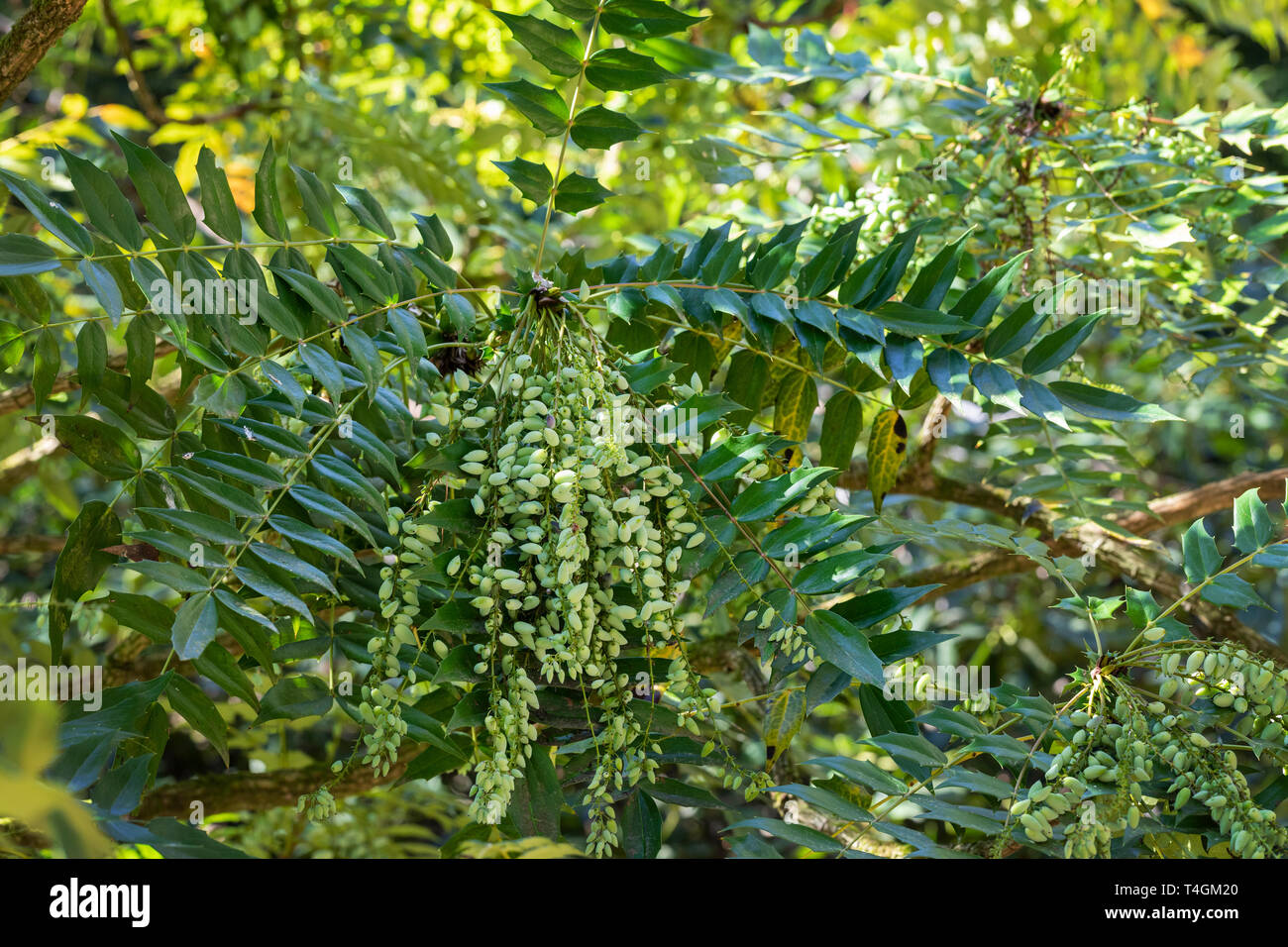 Green mahonia berries hi-res stock photography and images - Alamy