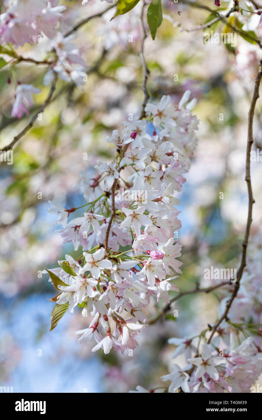 Cherry Blossom Uk High Resolution Stock Photography and Images - Alamy