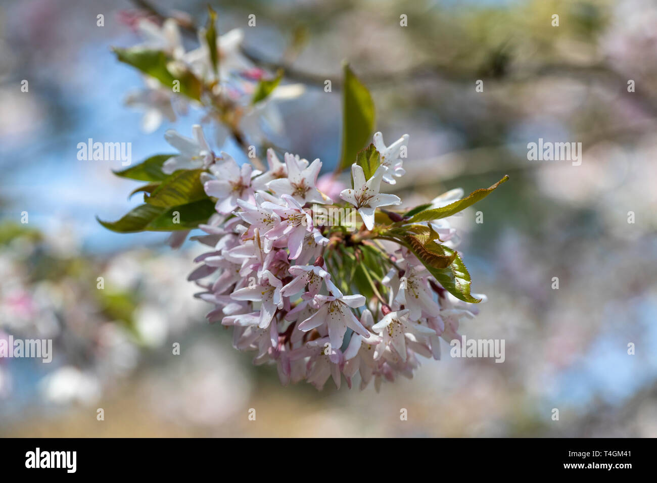 Close up of Prunus pendula Stellata - cherry tree blossom flowering in ...