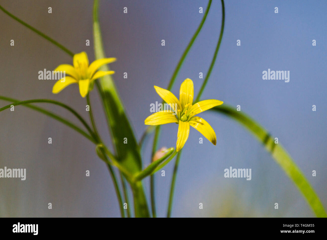 Beautiful forest spring hi-res stock photography and images - Alamy