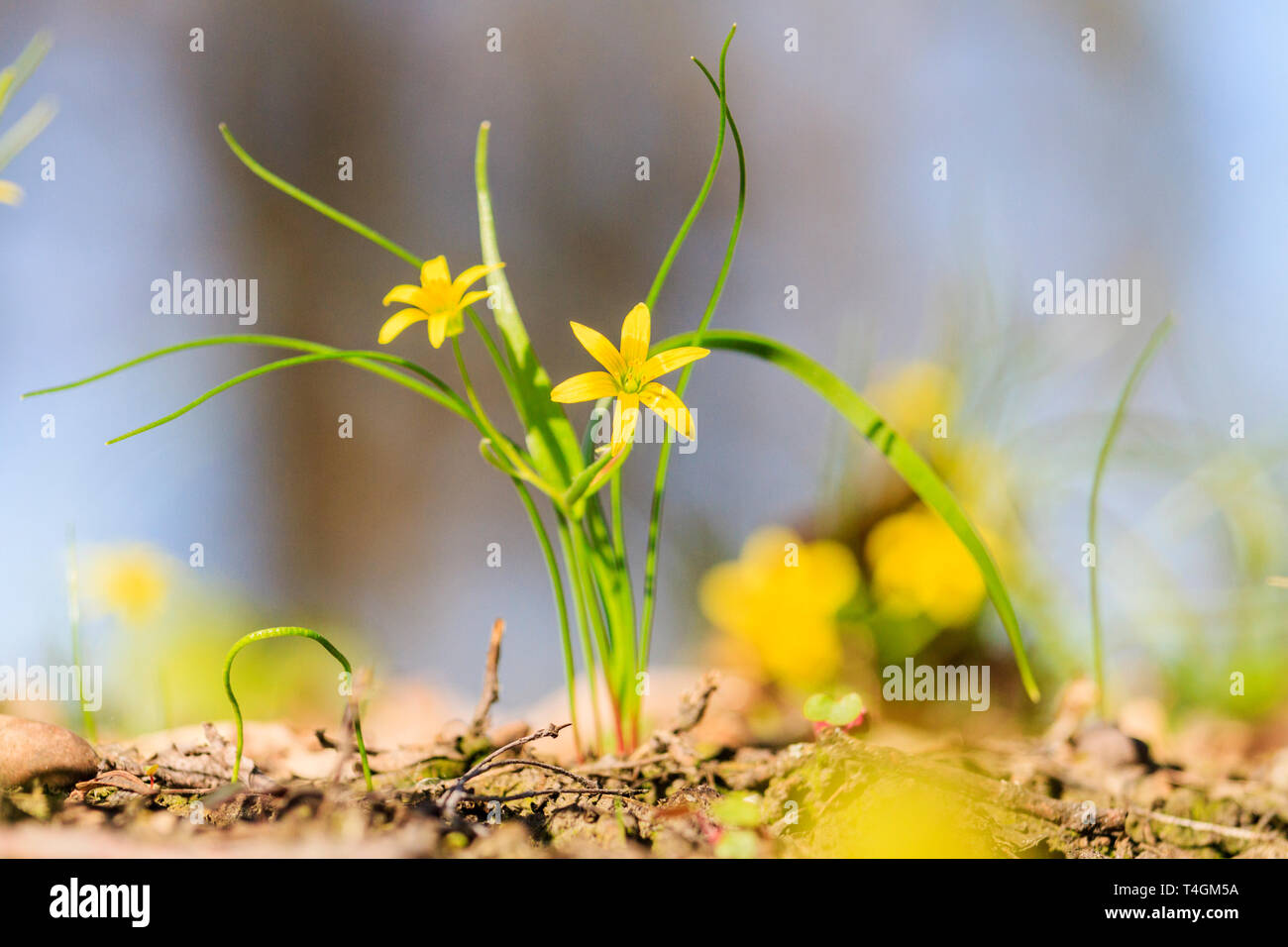 beautiful forest yellow flowers Stock Photo - Alamy