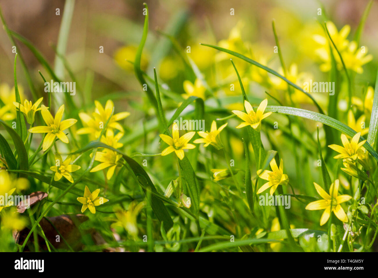 Beautiful spring hi-res stock photography and images - Alamy