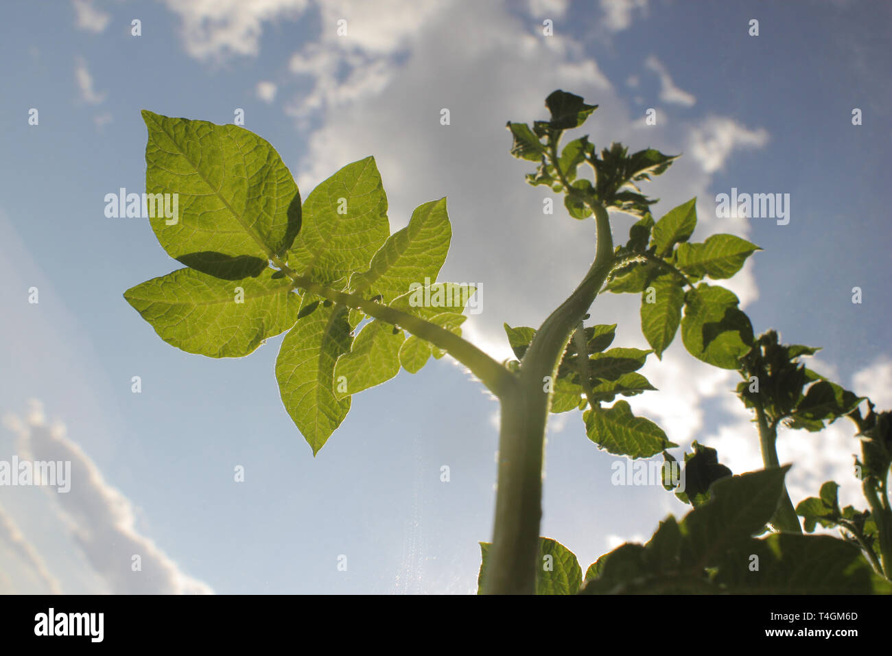 Potato stem growing up to sky. Captured from below Stock Photo - Alamy