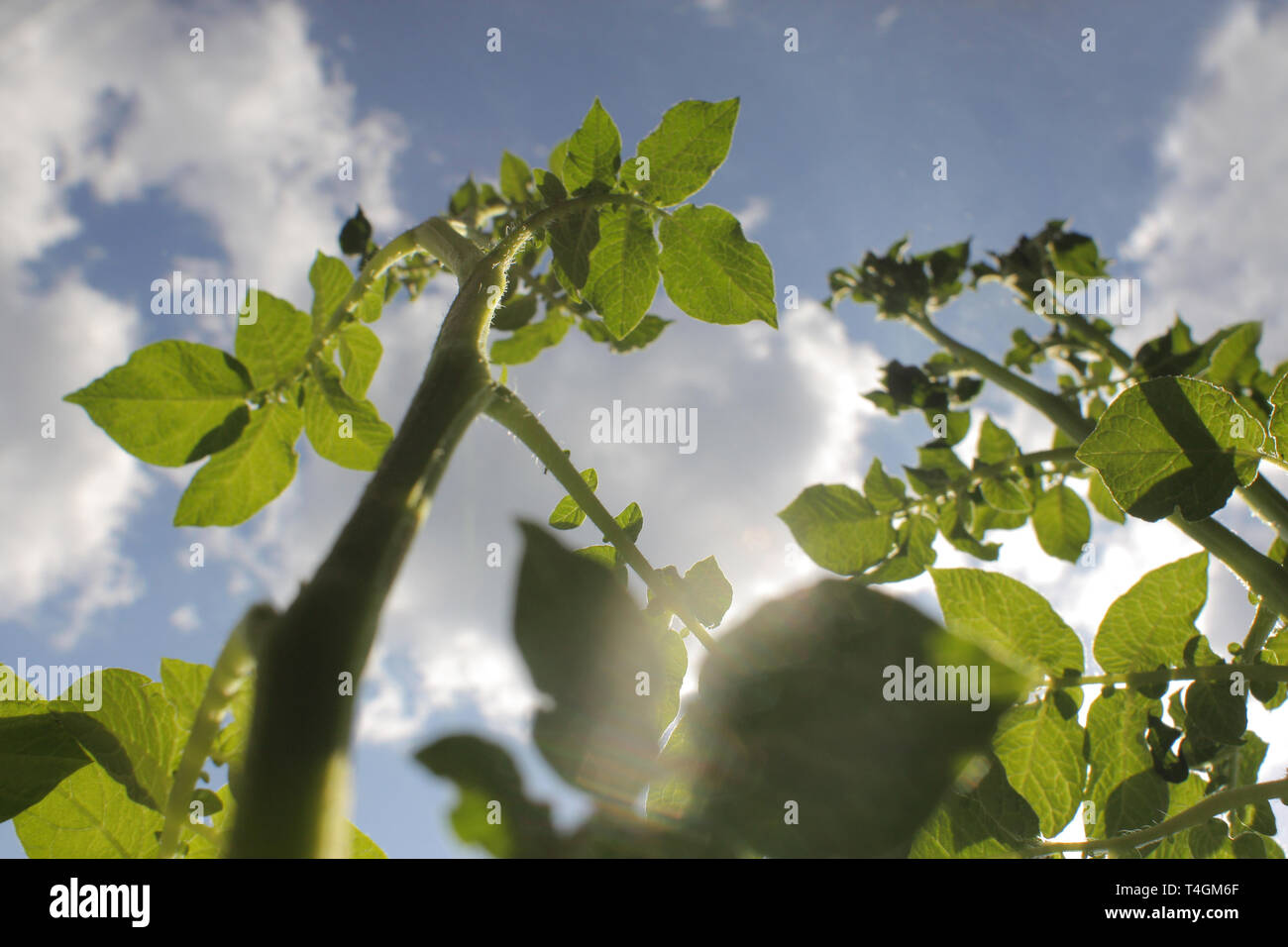 Potato stem growing up to sky. Captured from below Stock Photo - Alamy