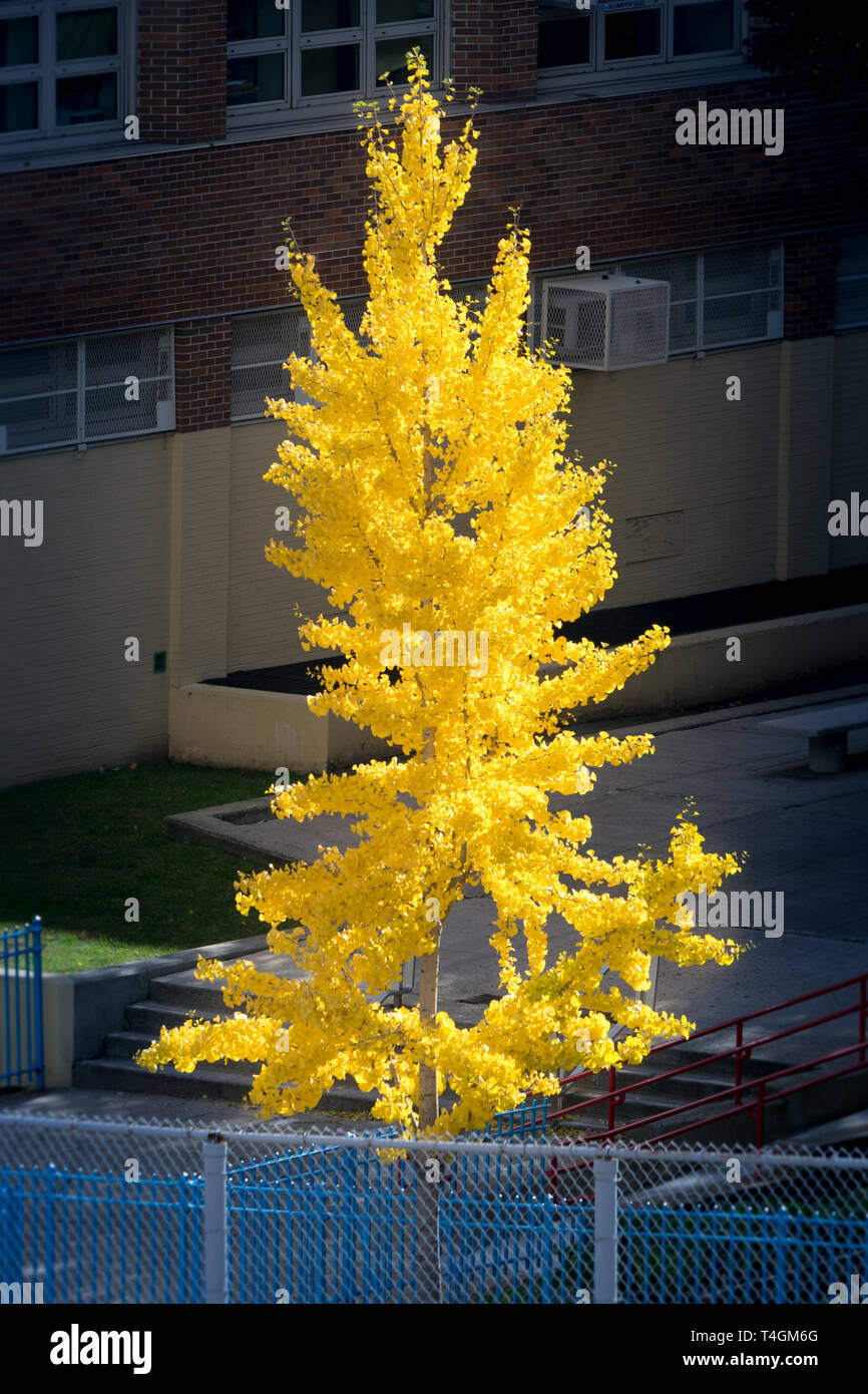 Singular tall tree in an urban setting sporting a stunning coat of ...