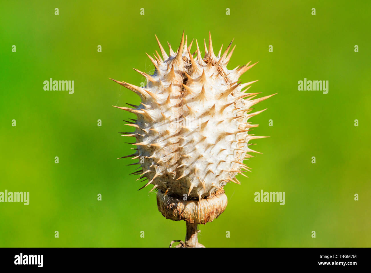 spiny dry weed on green background Stock Photo - Alamy