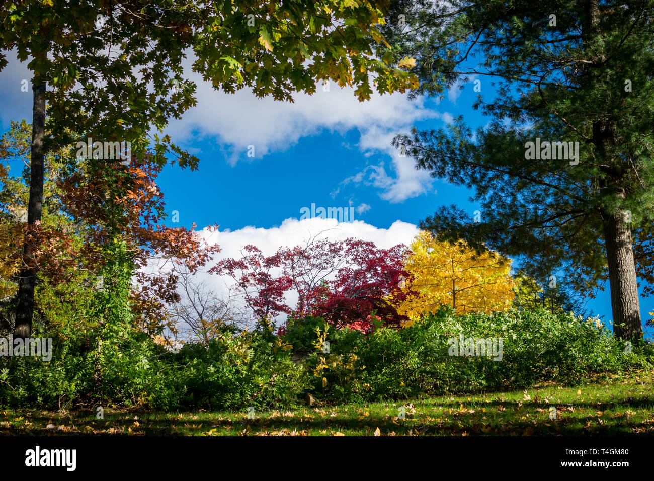 Trees and bushes showing their multicolored fall foliage in front of a beautiful blue sky and ...