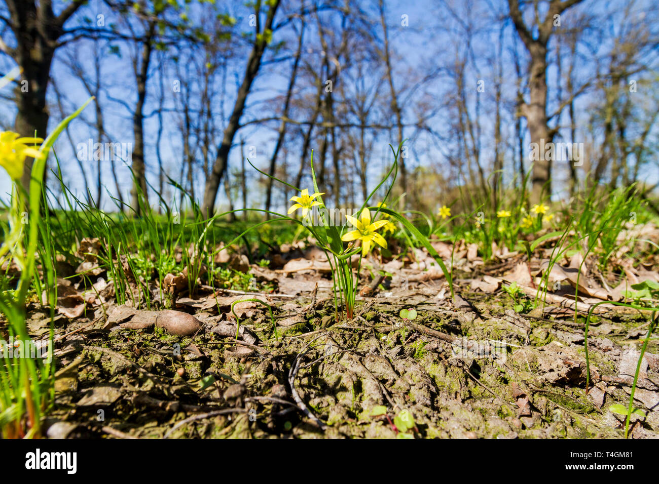 First forest nature background hi-res stock photography and images - Alamy