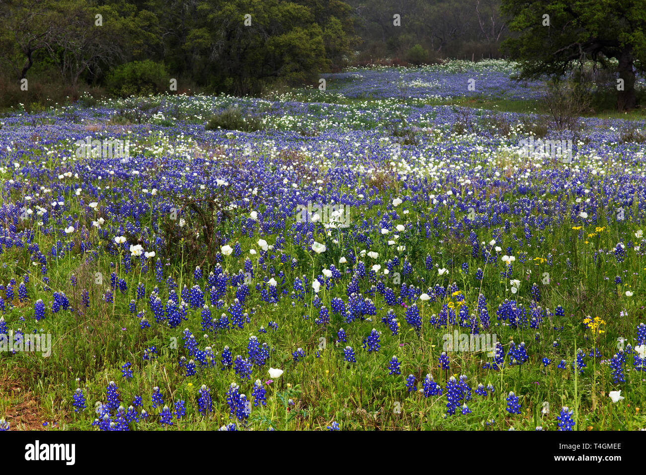 Field full of Bluebonnets in the Texas Hill Country Stock Photo - Alamy
