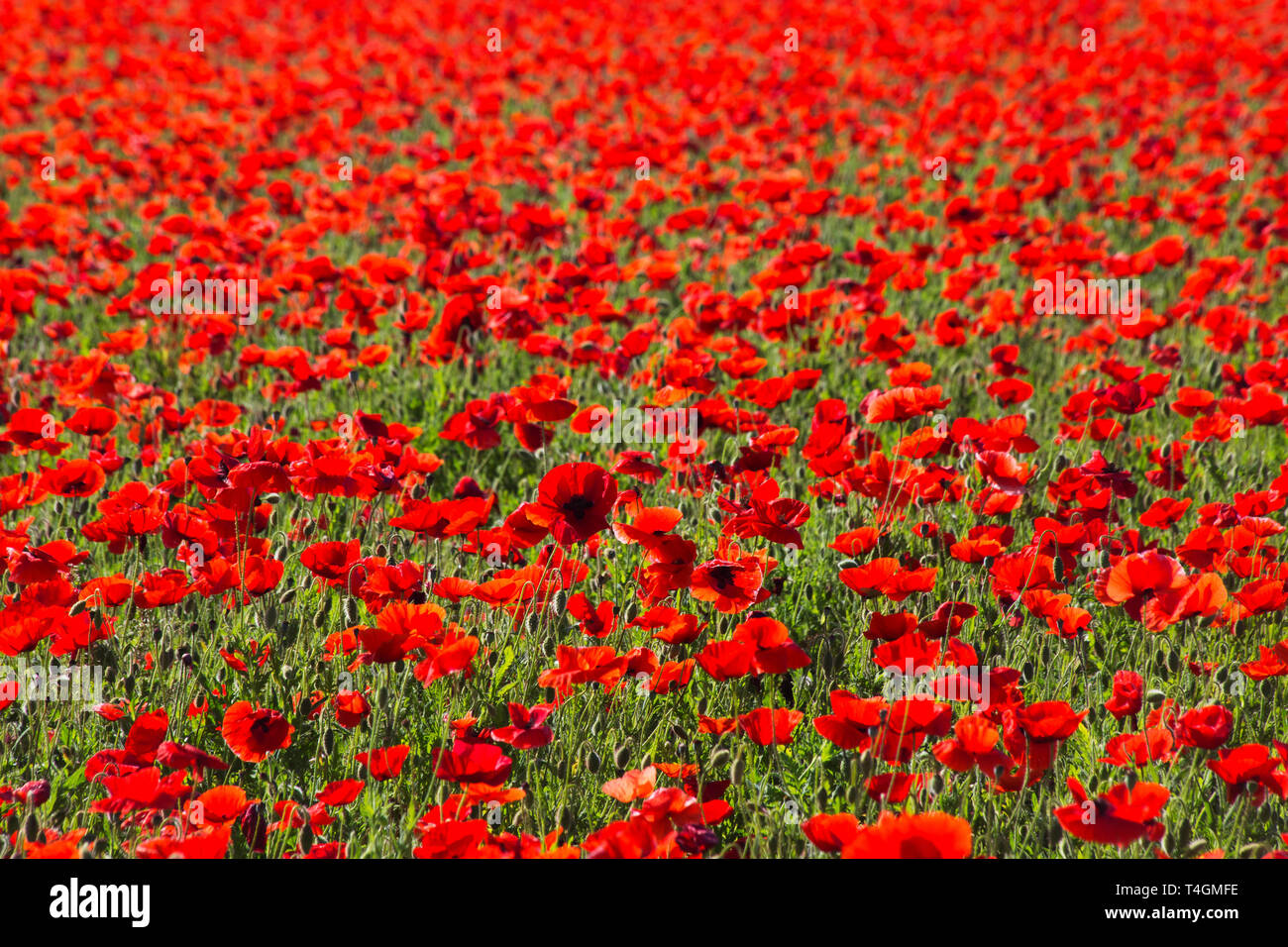 Red Poppy And Corn Field Of Red Corn Poppies In Fredericksburg, Texas ...