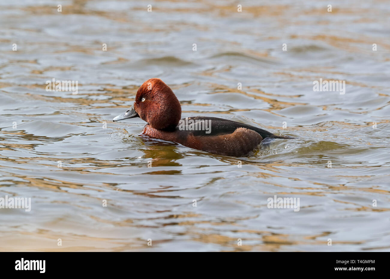 Ferruginous Duck (Aythya nyroca Stock Photo - Alamy