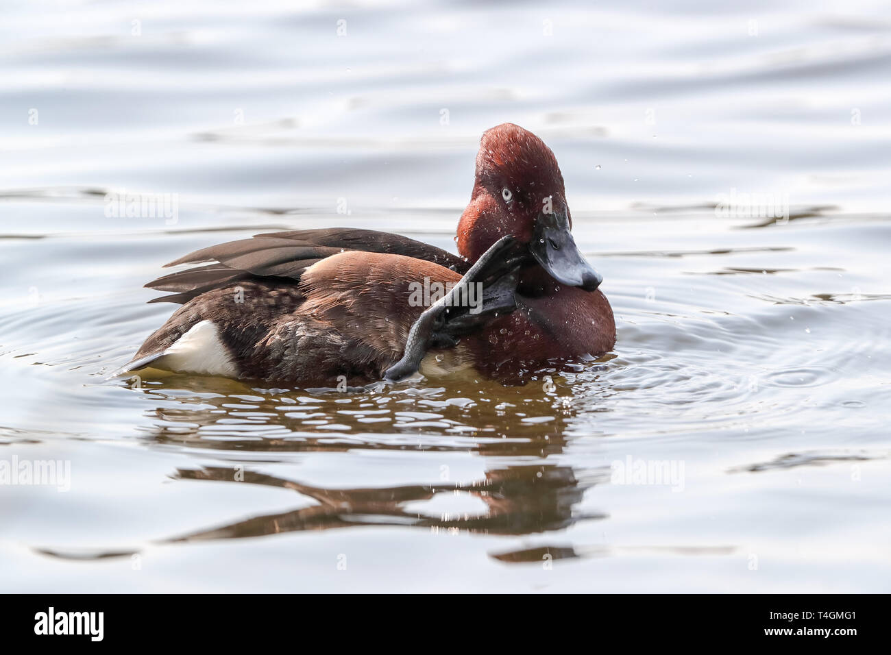 Ferruginous Duck (Aythya nyroca Stock Photo - Alamy