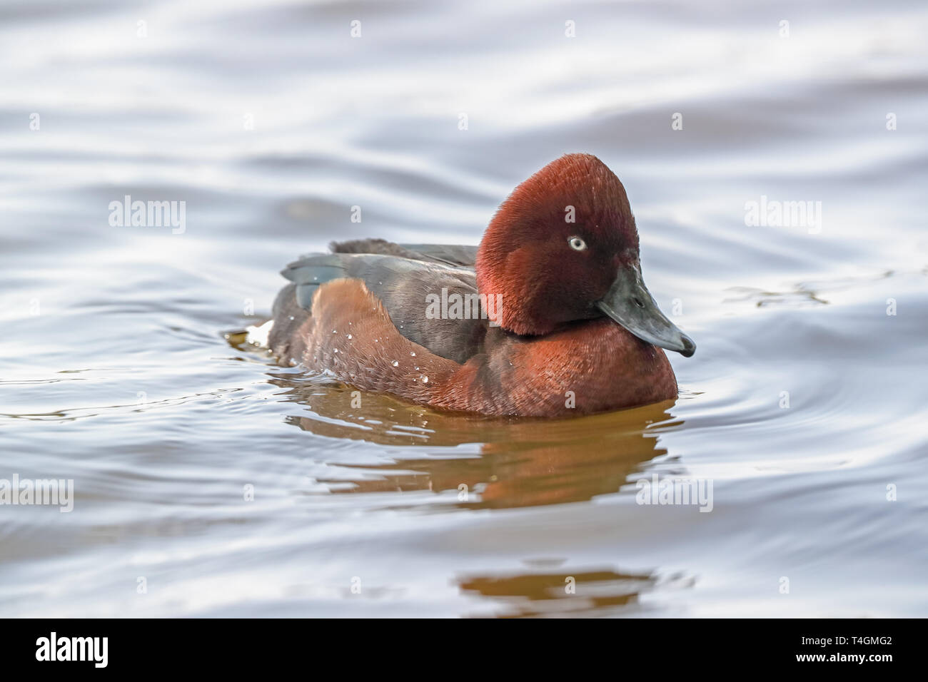 Ferruginous Duck (Aythya nyroca Stock Photo - Alamy