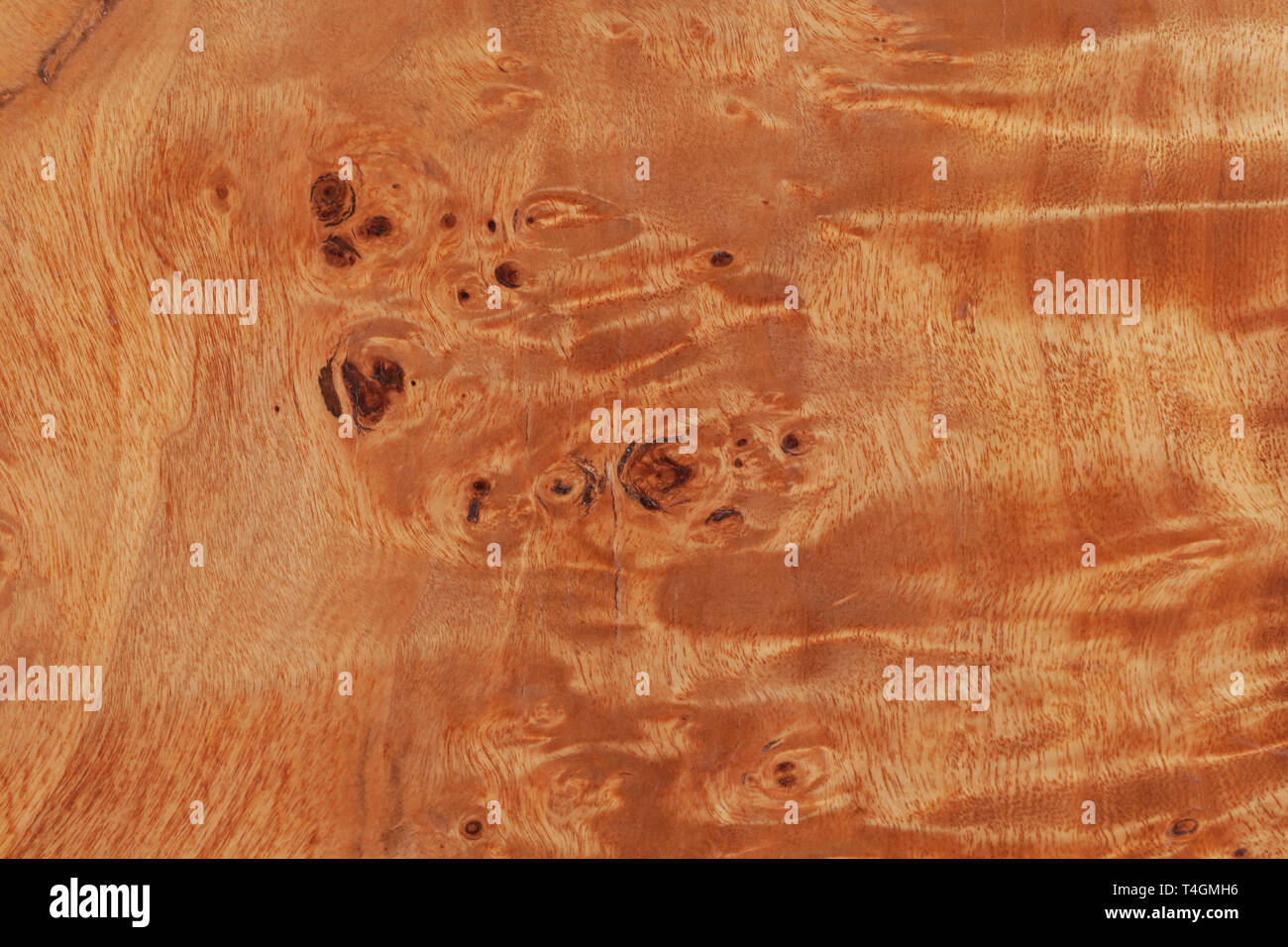 Karelian birch, wood pattern. Close up background photo texture Stock ...