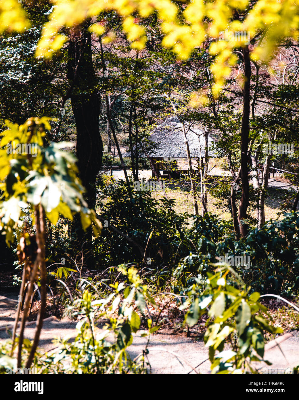 Nature at Yoyogi Park in Tokyo, Japan Stock Photo - Alamy