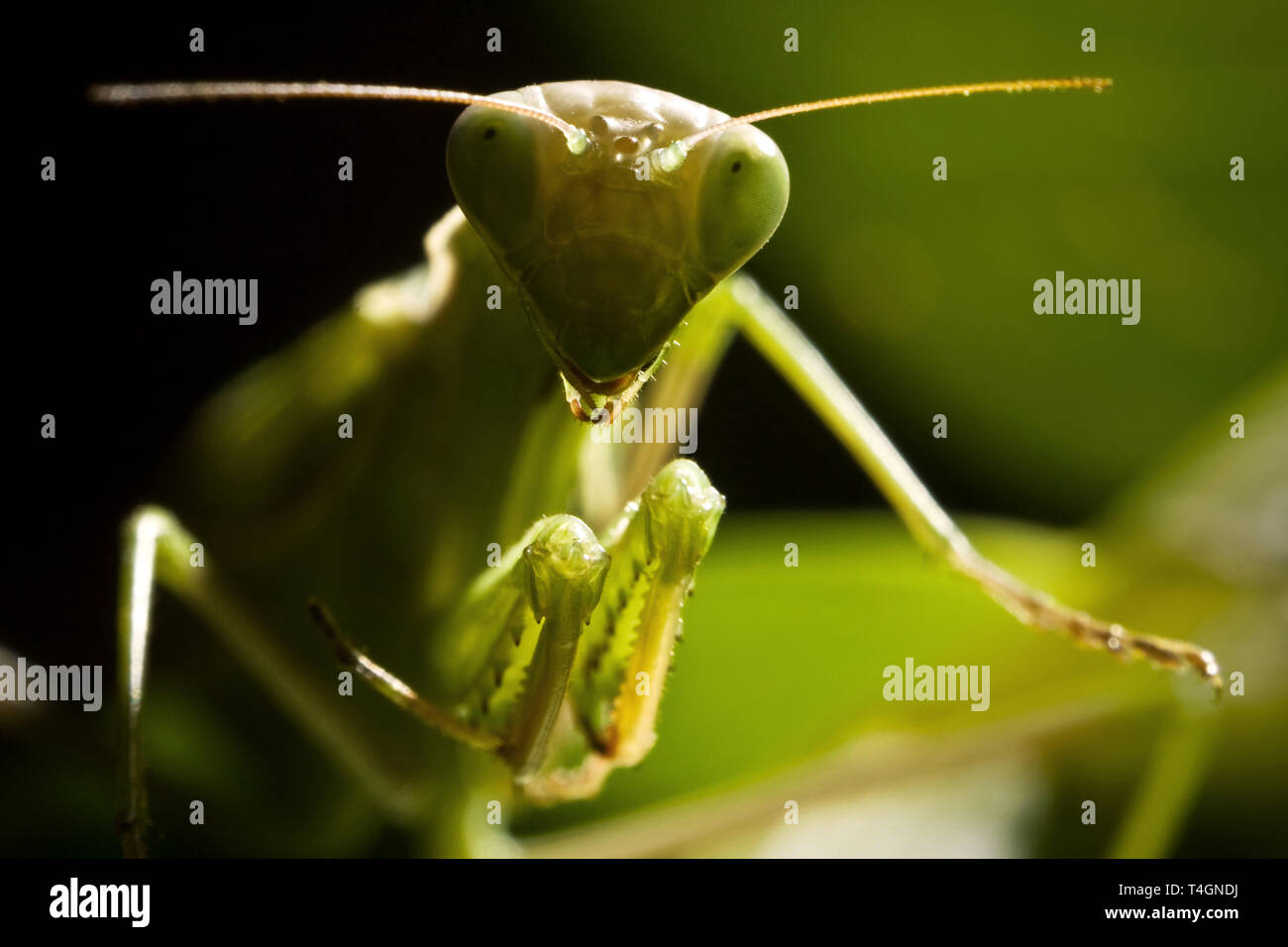 Mantodea, Mantis green insect are siting on leaf Stock Photo - Alamy