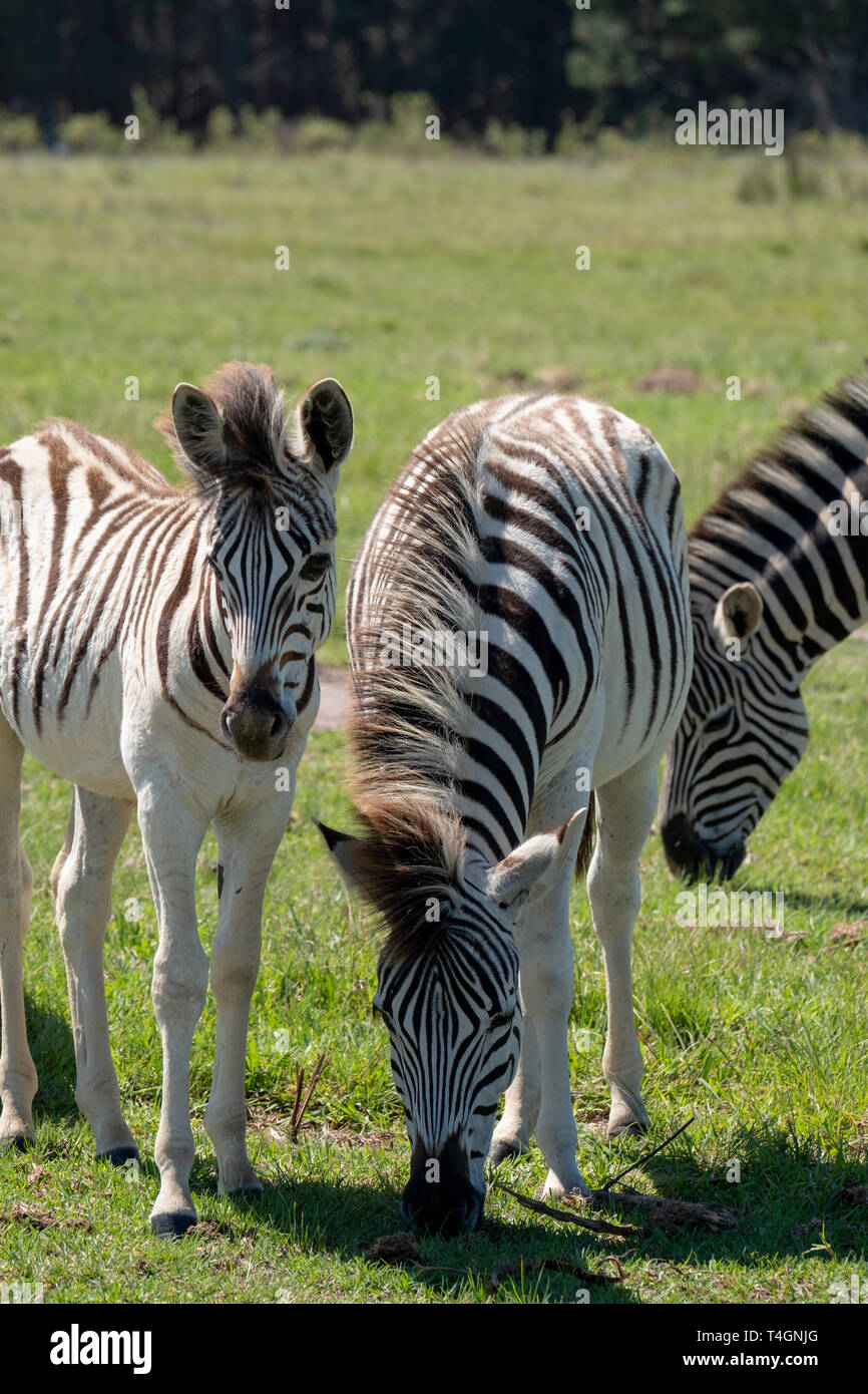 Zebras at Knysna Elephant Park, Garden Route, Western Cape, South ...