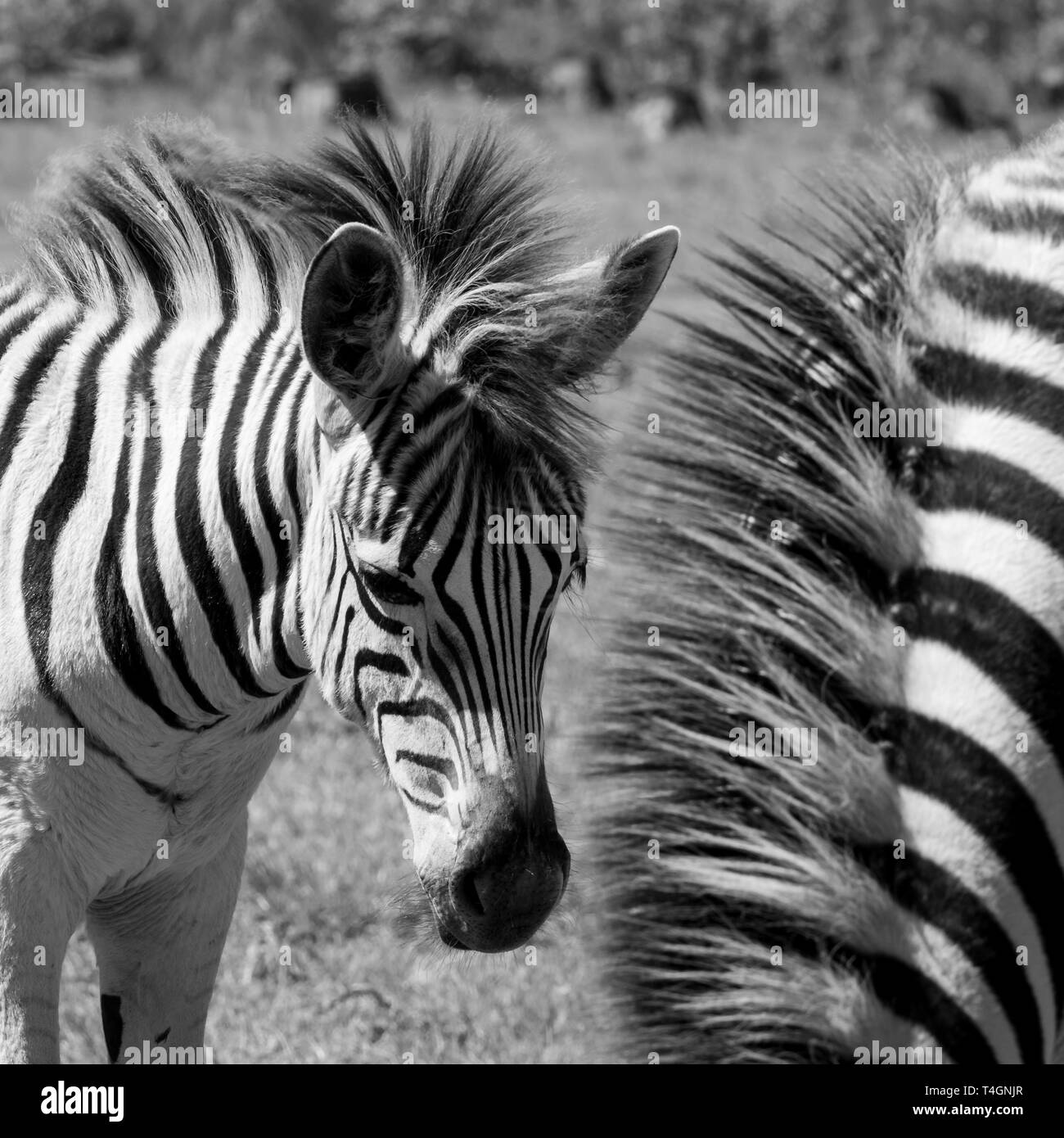 Elephant zebra stripes Black and White Stock Photos & Images - Alamy