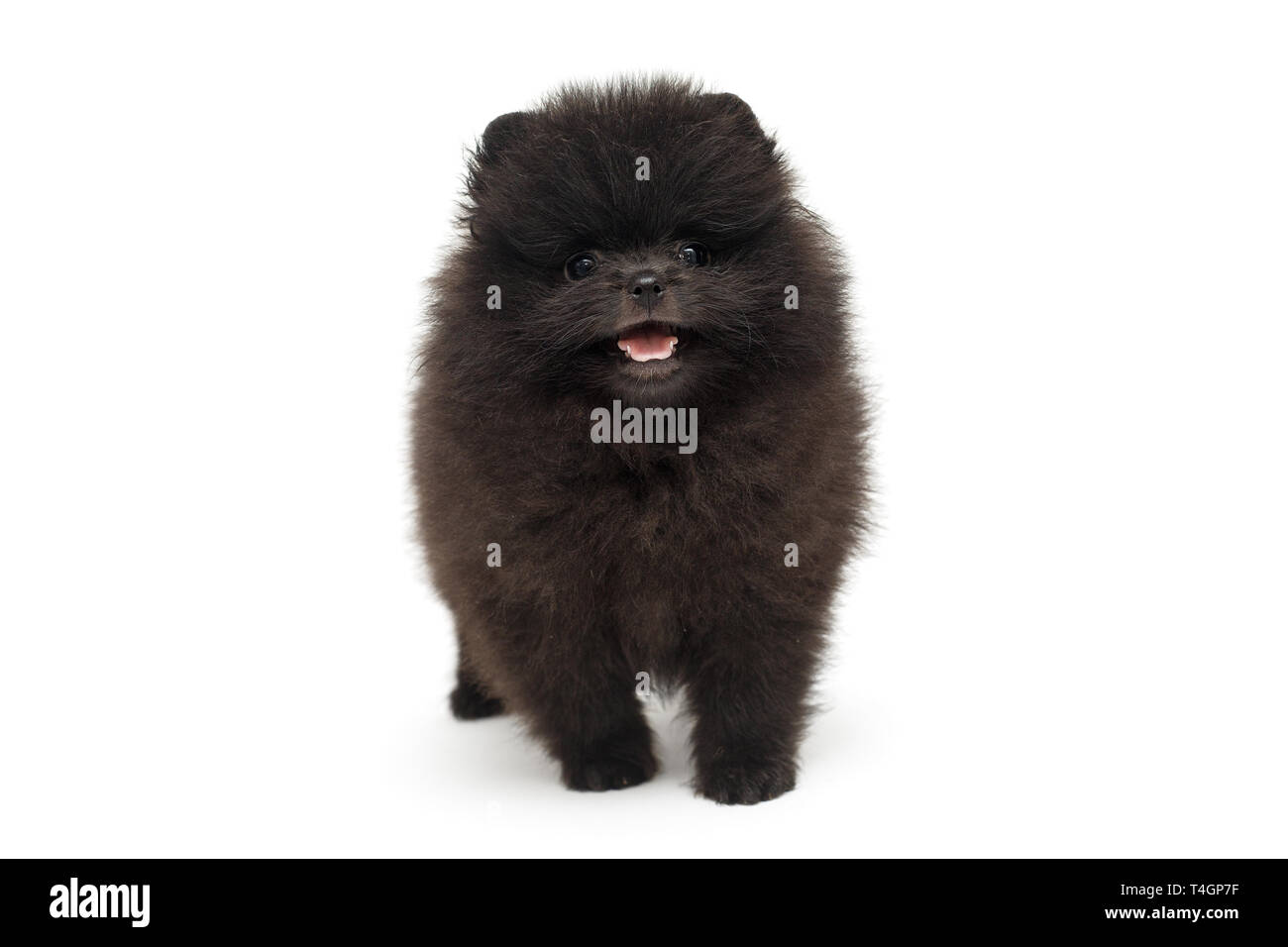 Little black Pomeranian puppy, isolated on white Stock Photo - Alamy