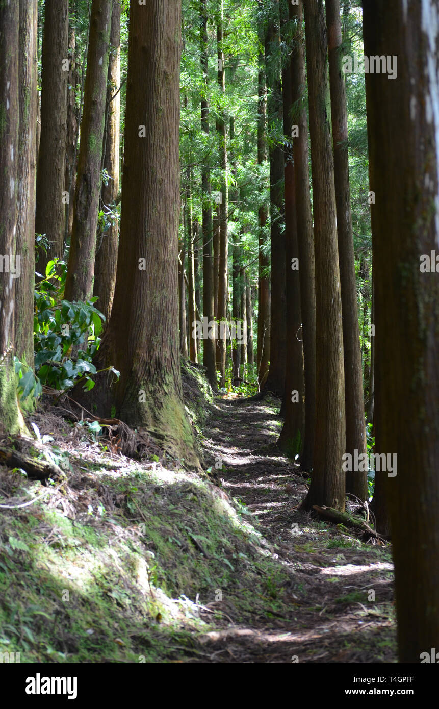 Conifer plantations of Japanese red cedar mixed with remnants of native ...