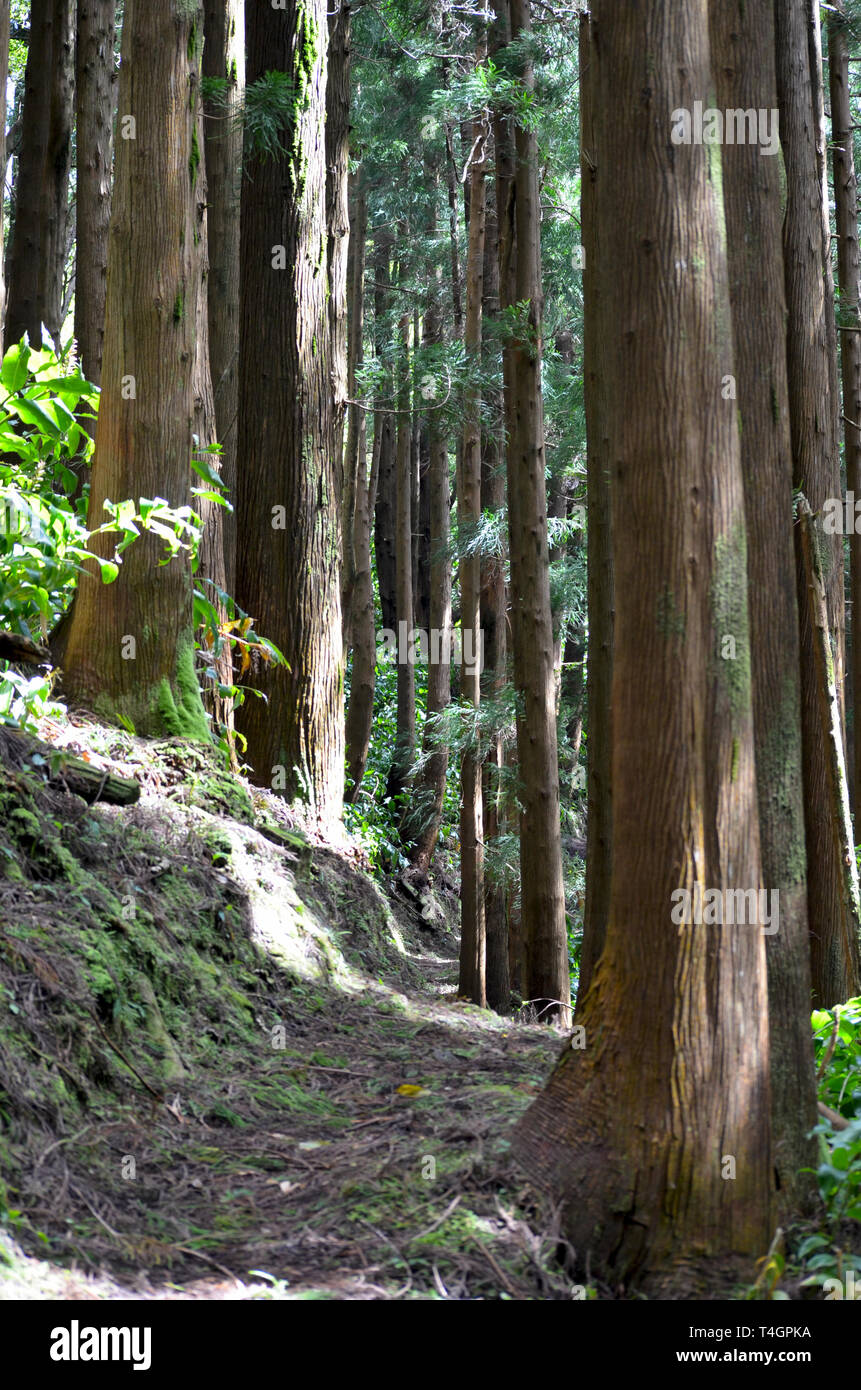 Conifer plantations of Japanese red cedar mixed with remnants of native ...