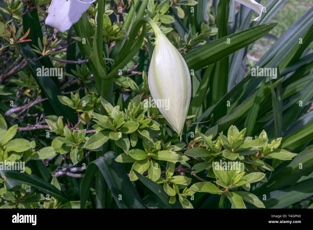 Variety of tropical flowers and plants from the Panamanian rain forest ...