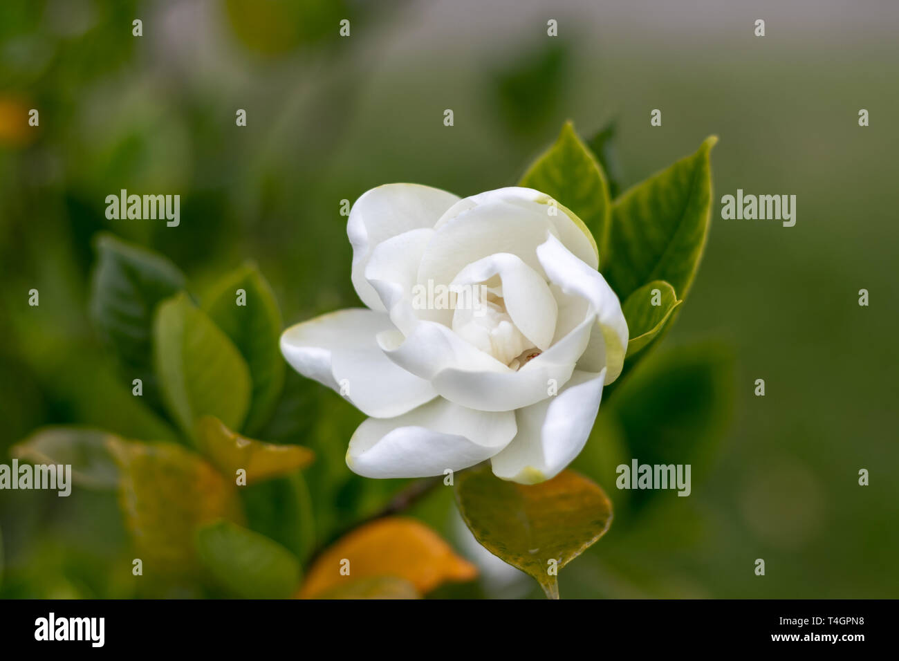 Variety of tropical flowers and plants from the Panamanian rain forest ...